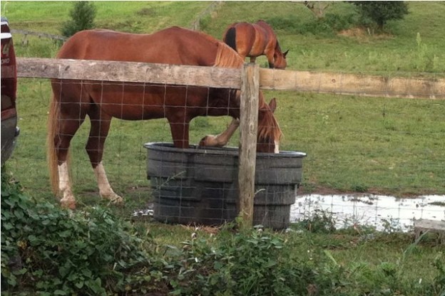 Pastures and Turnout – By Chance Farm